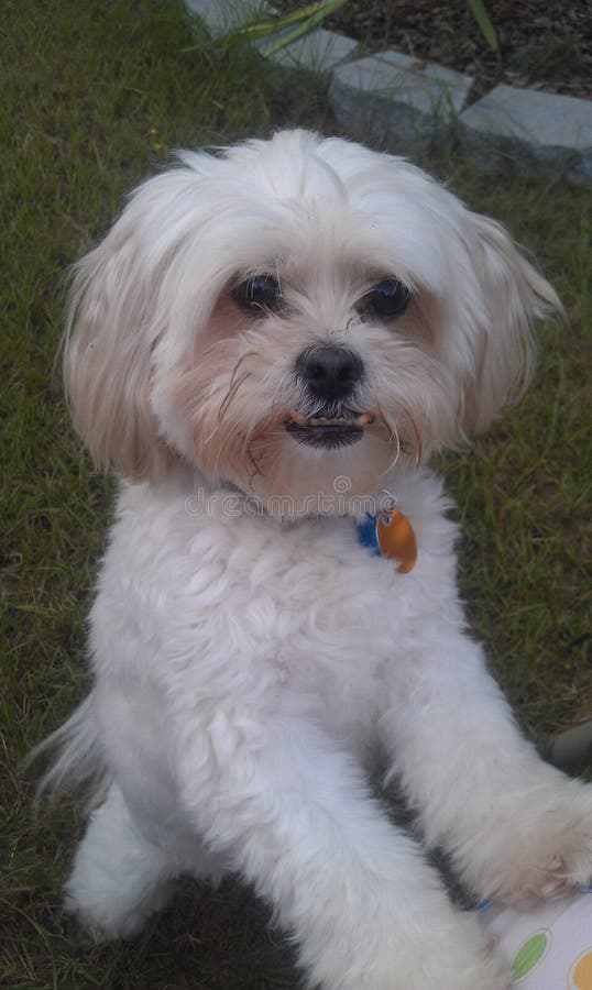 Peekapoo Stock Photos - Free & Royalty-Free Stock Photos from Dreamstime