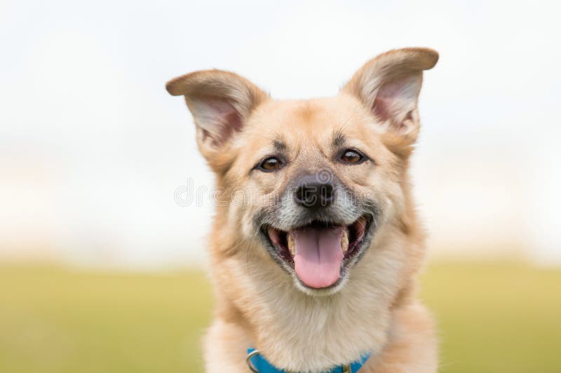 Dog Smiling. Happy Mutt Dog Stock Image - Image of adorable, tongue ...