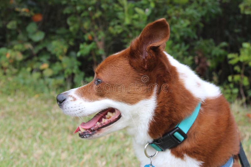 Dog Smiling Outside Profile Shot Stock Image - Image of clean, animal ...