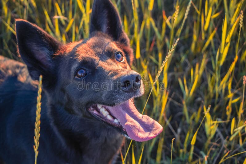 The dog is smiling stock photo. Image of leaf, grass - 353013354
