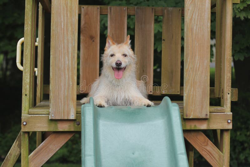 Dog Smiling at Top of Slide Stock Photo - Image of mahopac, smile: 33532518