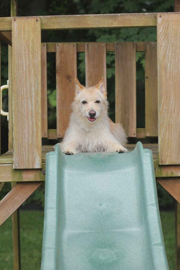 Dog smirks stock image. Image of happy, snark, mahopac - 33532553