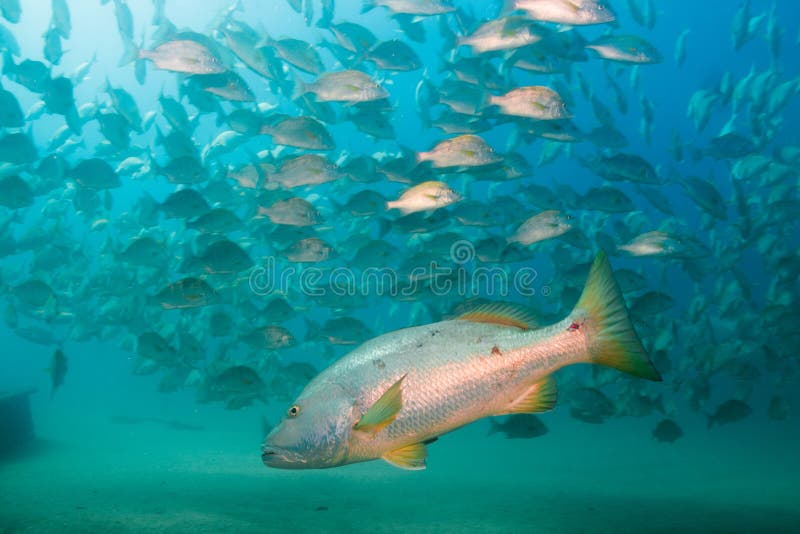 Dog Snapper stock image. Image of marine, natural, diving - 31574887