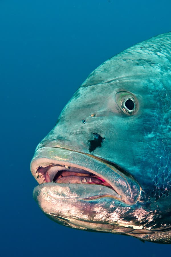 Dog Snapper stock image. Image of lutjanus, bold, gulf - 31575723