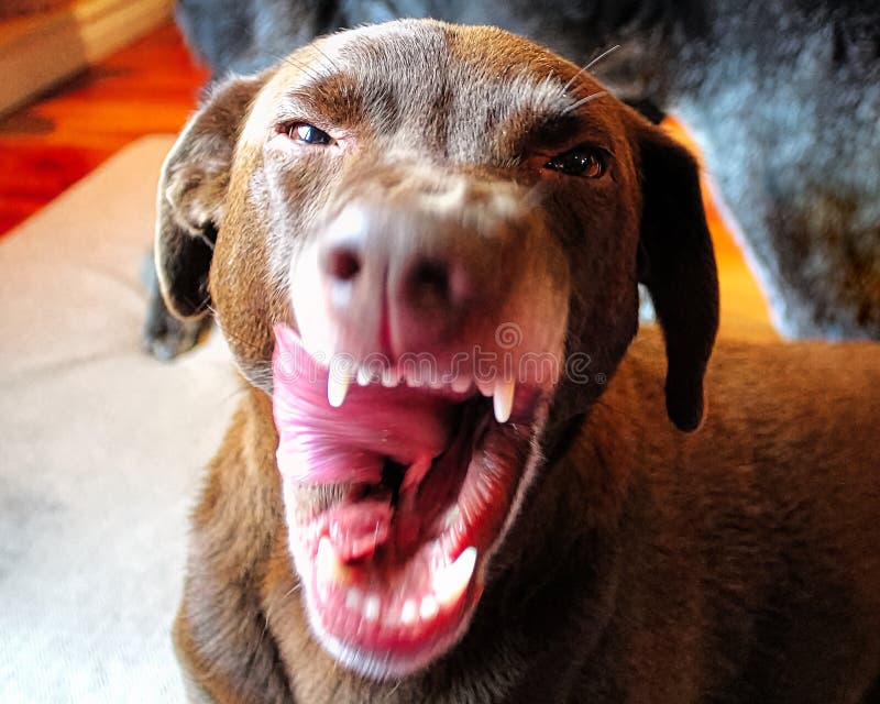 A Dog Snaps and Snarls at the Camera Stock Photo - Image of bite, brown ...