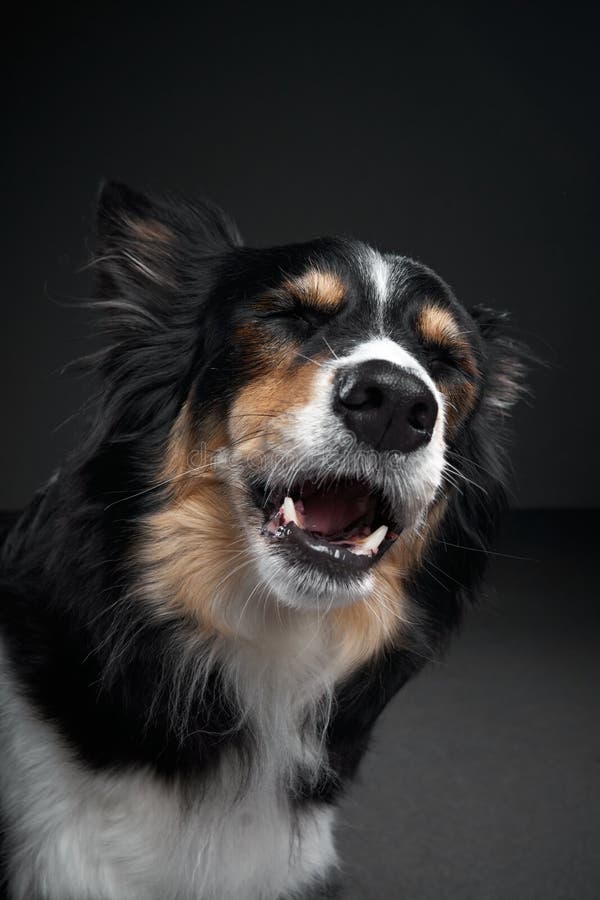Border Collie Scared Stock Photos - Free & Royalty-Free Stock Photos ...
