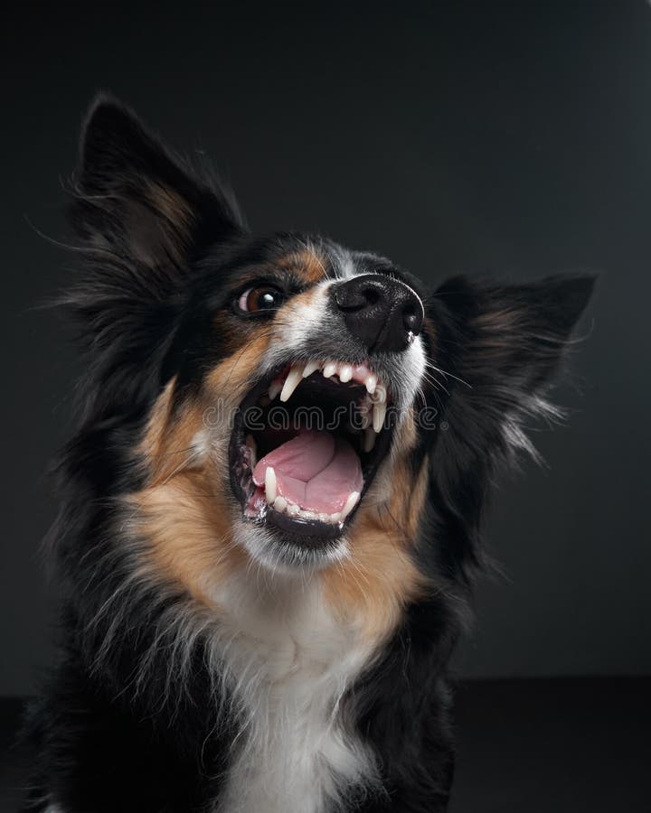 Funny Expression on the Muzzle of a Border Collie Stock Photo - Image ...