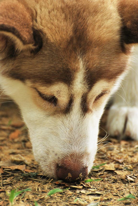 Dog Sniff stock image. Image of alert, macro, lead, friend - 16672235