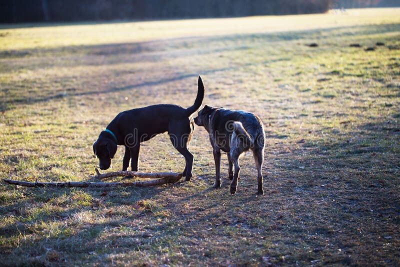 Dog Sniff at the Butt, German Shepard, Labrador Stock Image - Image of ...