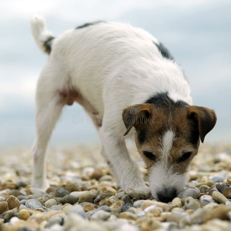 Dog Sniffing Around. Conceptual Image Stock Photo - Image of curiosity ...