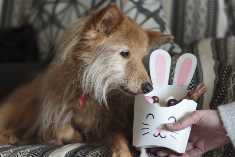 Dog Sniffing Bunny Box with Easter Candy Inside Stock Image - Image of ...