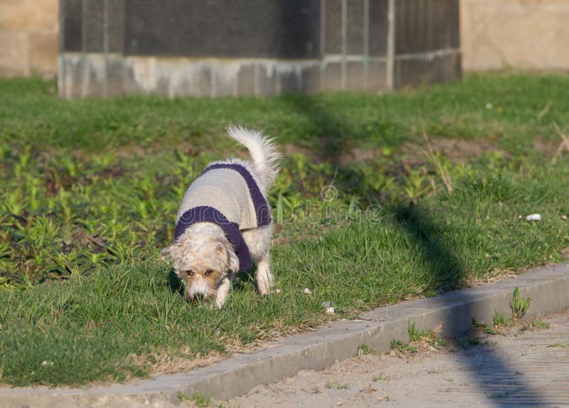 Dog sniffing stock image. Image of lovely, sweater, white - 51784263