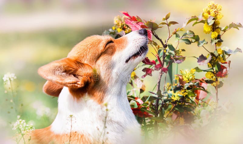 Dog sniffing flowers stock image. Image of friend, corgi - 181405643