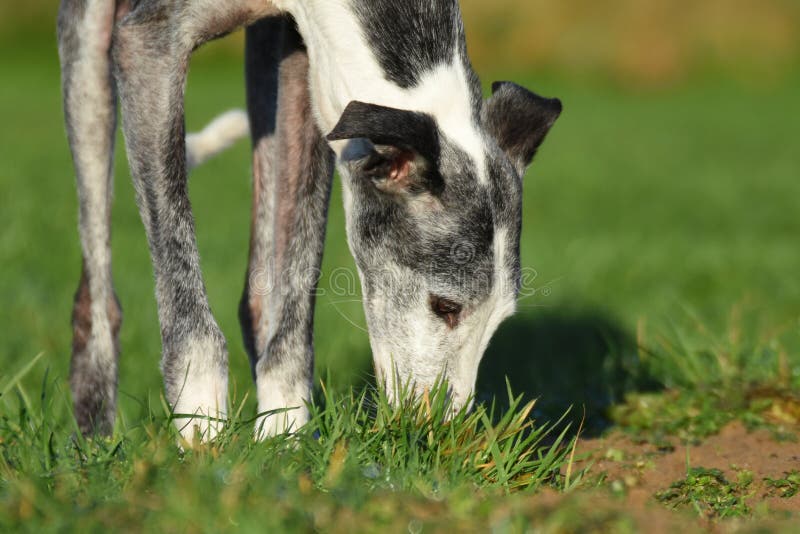 616 Dog Sniffing Ground Photos - Free & Royalty-Free Stock Photos from ...