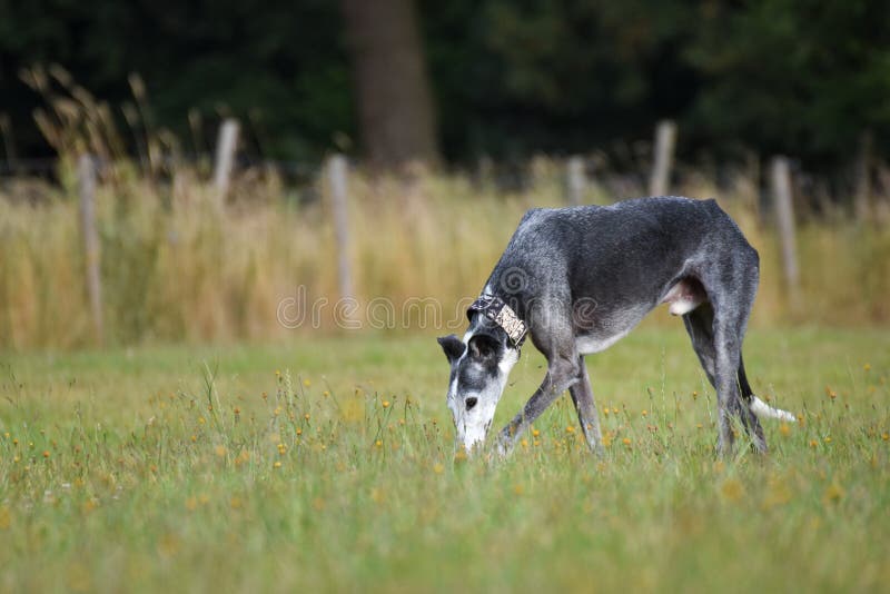 616 Dog Sniffing Ground Photos - Free & Royalty-Free Stock Photos from ...