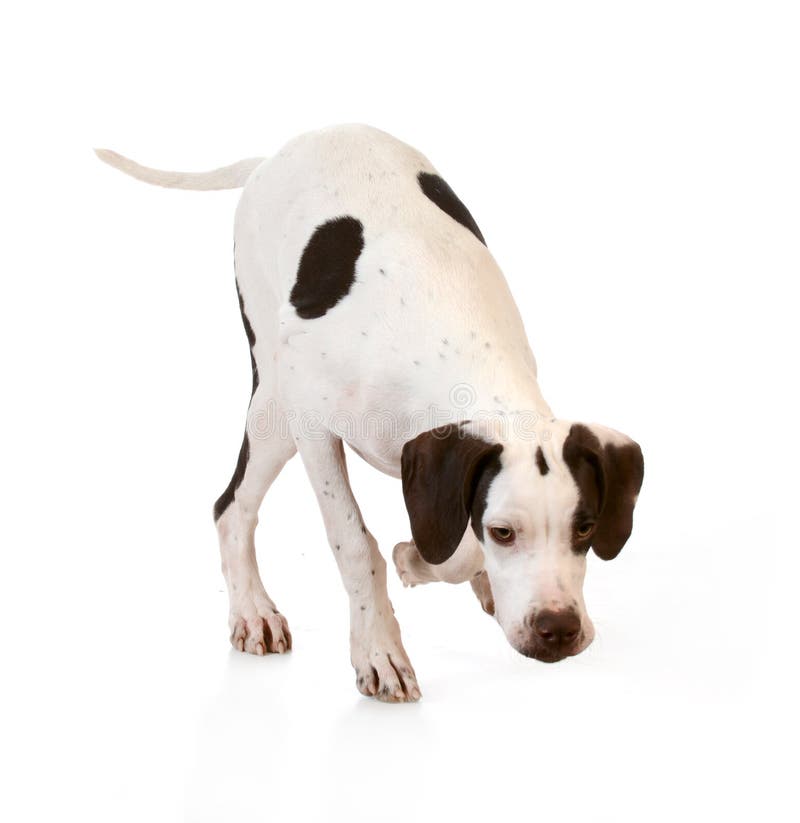 Dog sniffing at the ground stock photo. Image of isolated - 7092306