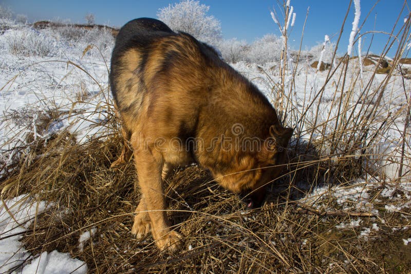 Dog winter hunting stock image. Image of animal, dogs - 104498369