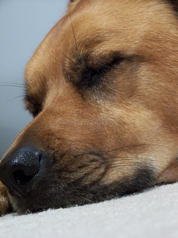 Dog snoot stock image. Image of black, canine, perro, hair - 1110289