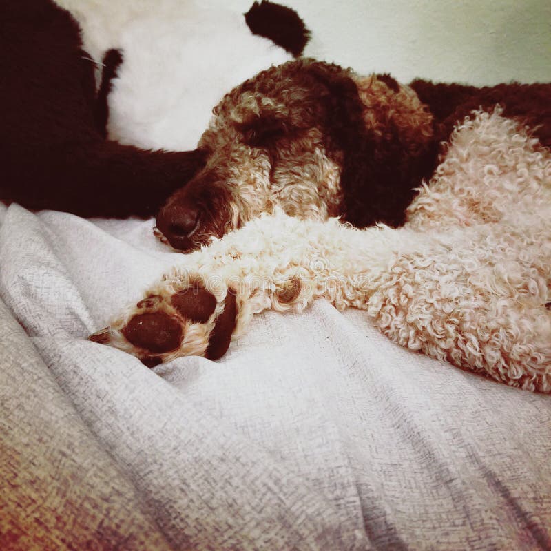 Dog Snoozing Long Day stock photo. Image of snoozing - 124618248