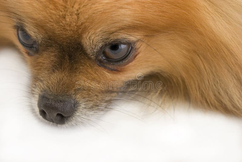 Dog snout stock image. Image of friend, snout, hair, small - 5042715