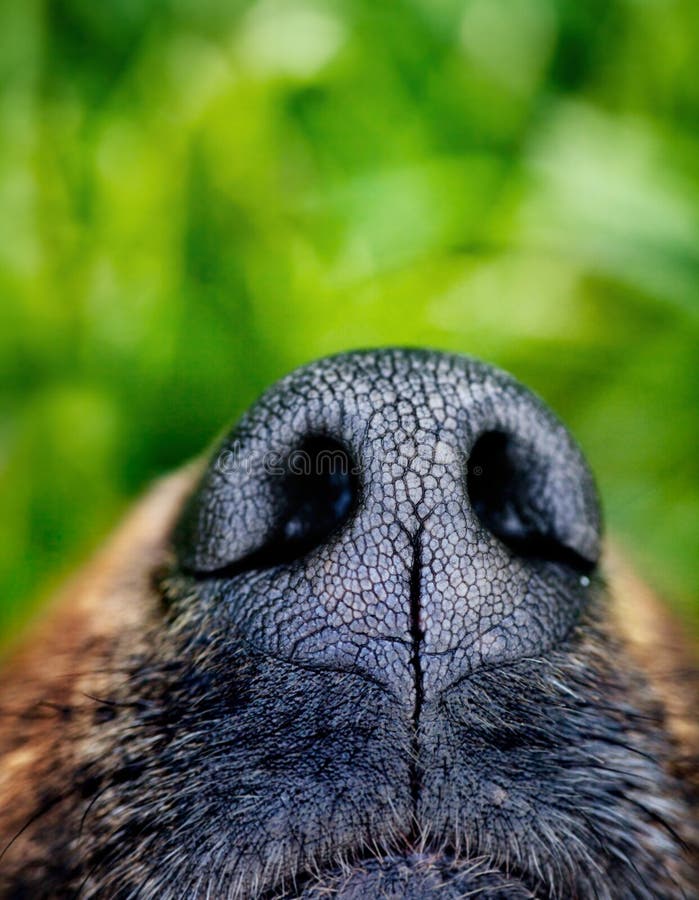 Dog nose stock photo. Image of animal, noses, mammals, pets - 552154