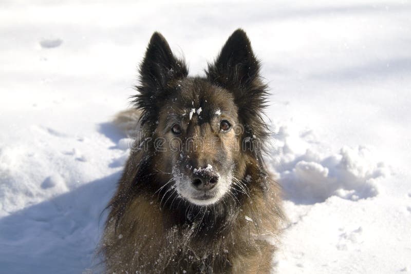 Dog in Snow stock image. Image of shepherd, cold, sheepdog - 8157747