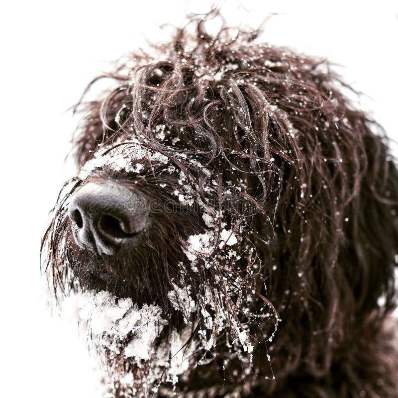 Cockapoo Sitting in a Patch of White Trilliums Stock Photo - Image of ...