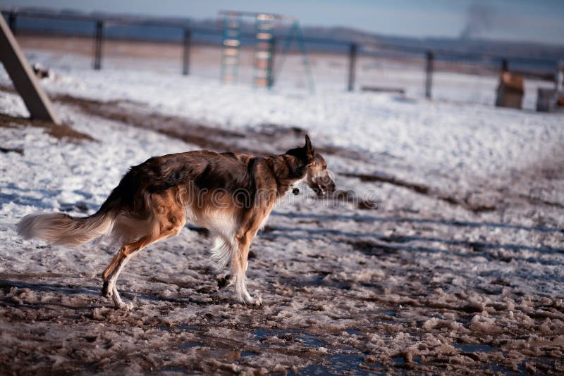 Dog in snowy countryside stock photo. Image of wintertime - 27355372