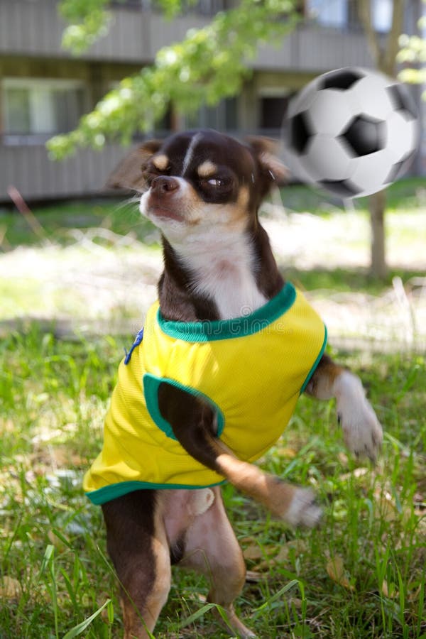 Soccer dog stock image. Image of cute, brown, exercise - 23868743