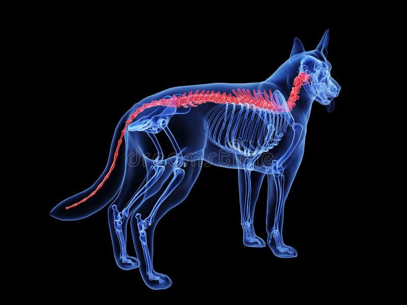 Dog Spine Stock Illustrations – 504 Dog Spine Stock Illustrations ...