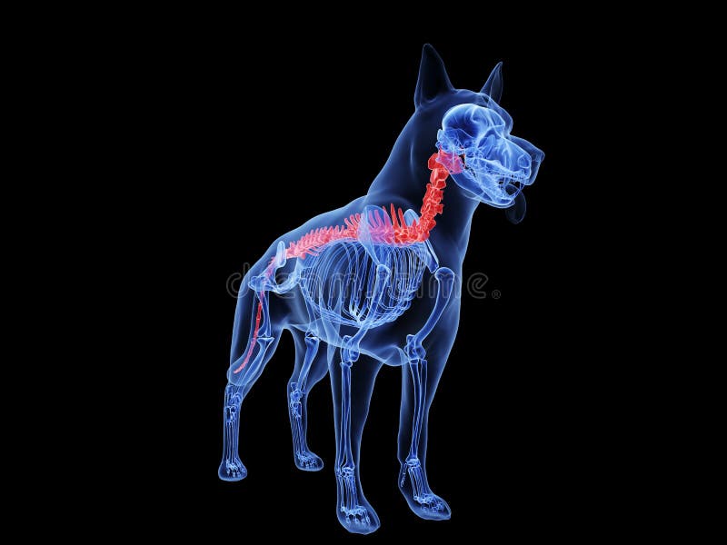 Dog Spine Stock Illustrations – 382 Dog Spine Stock Illustrations ...