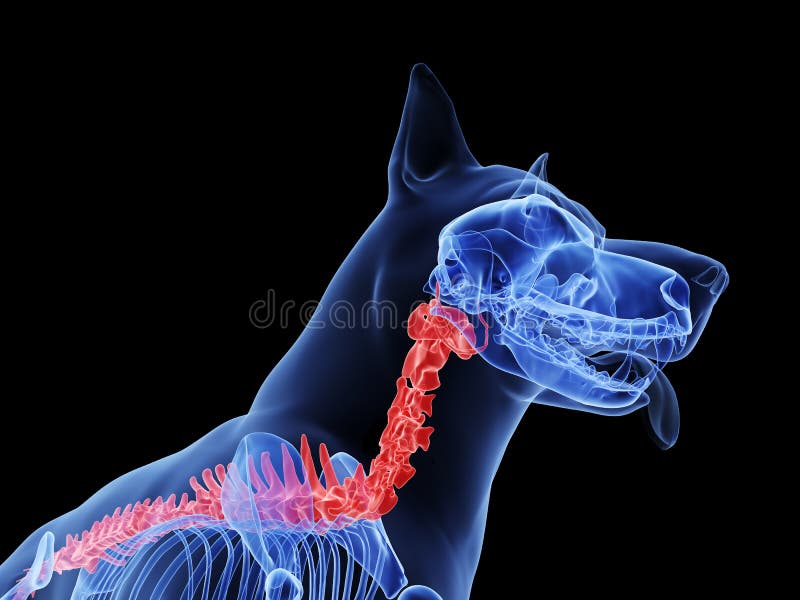 A dog spine stock illustration. Illustration of spine - 146233874