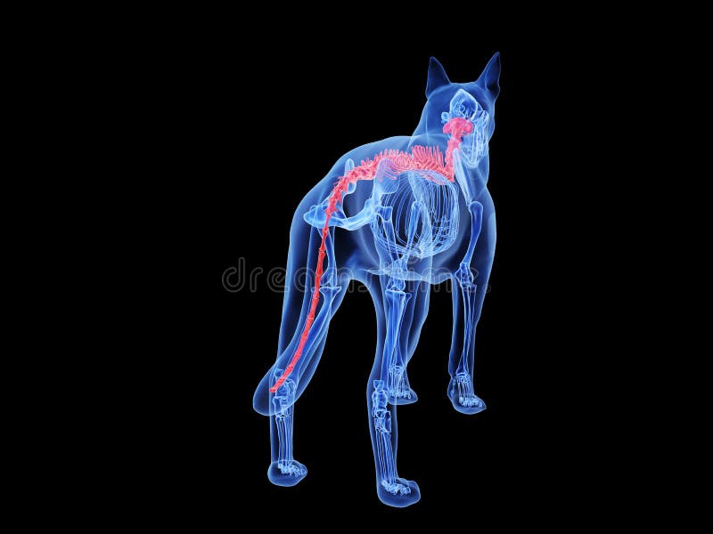 Dog Spine Stock Illustrations – 504 Dog Spine Stock Illustrations ...