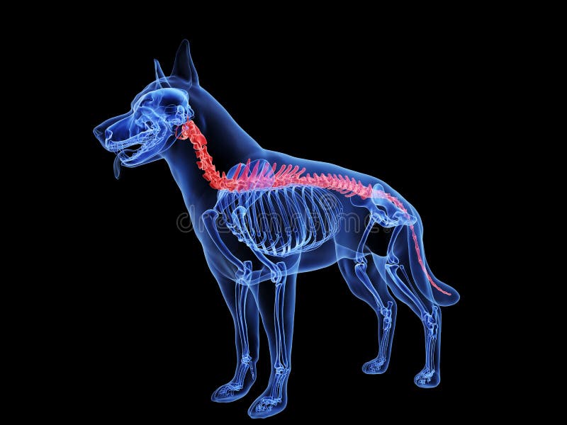 Dog Spine Stock Illustrations – 504 Dog Spine Stock Illustrations ...