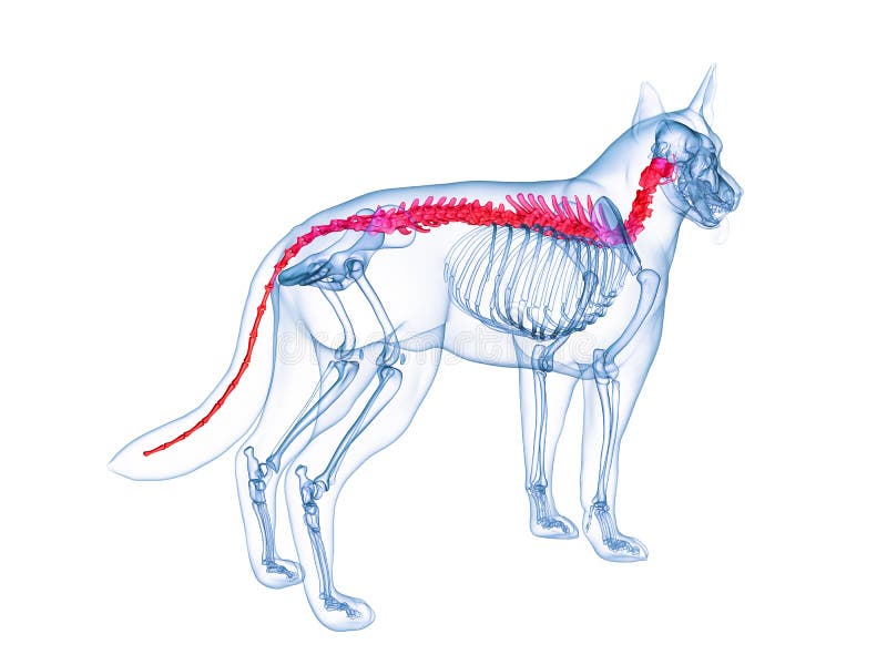 Dog Spine Stock Illustrations – 504 Dog Spine Stock Illustrations ...