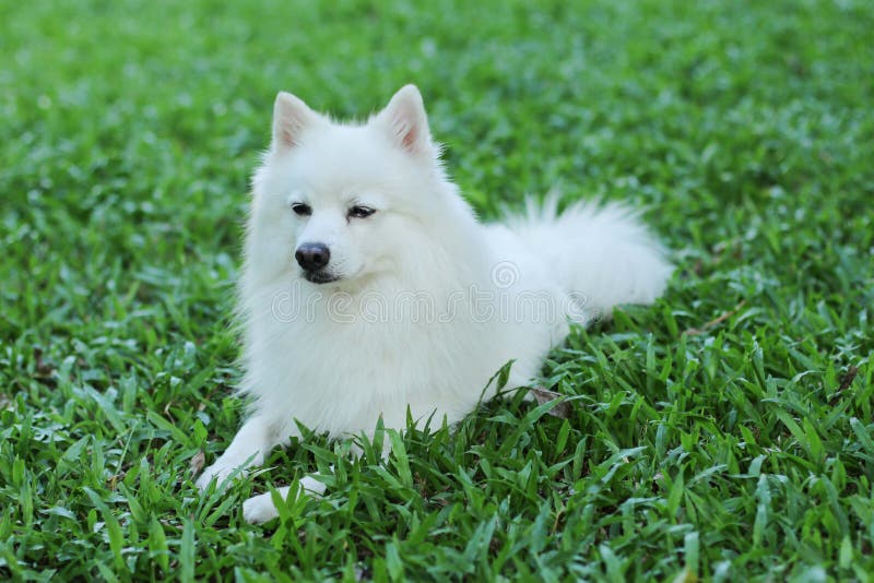 Nordic Spitz Female Puppy Sitting And Looking Up For Treat. Stock Photo ...