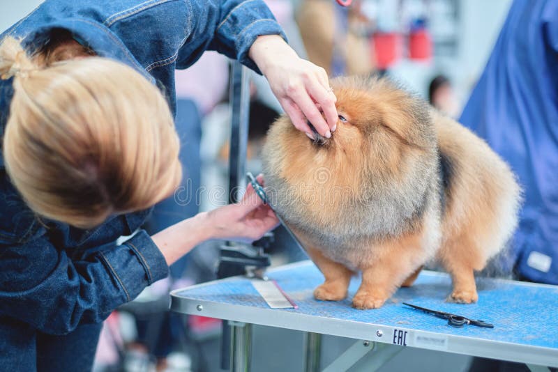 Dog Spitz Pomeranian on the Grooming Table in the Pet Salon Stock Photo ...