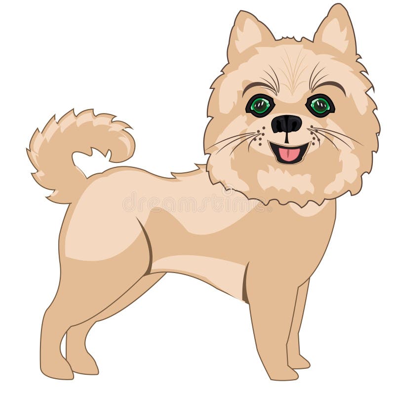 Dog Spitz on White Background is Insulated Stock Illustration ...