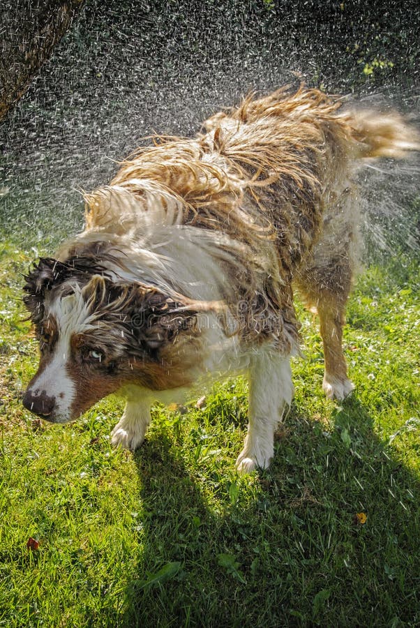 9,038 Dog Splash Water Stock Photos - Free & Royalty-Free Stock Photos ...