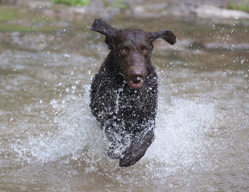 Dog in splashing water stock photo. Image of water, curly - 241803566