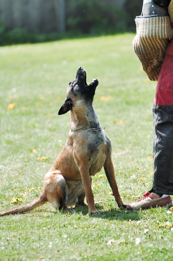 Dog sport stock photo. Image of sleeve, protection, schutzhund - 2845184