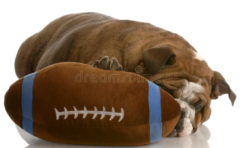 Dog sports fan stock photo. Image of overweight, face - 12276348