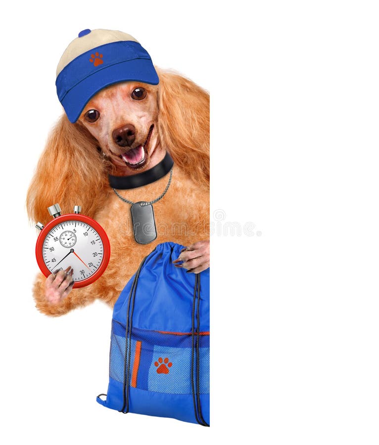 Dog sports stock photo. Image of chronometer, timepiece - 39618894