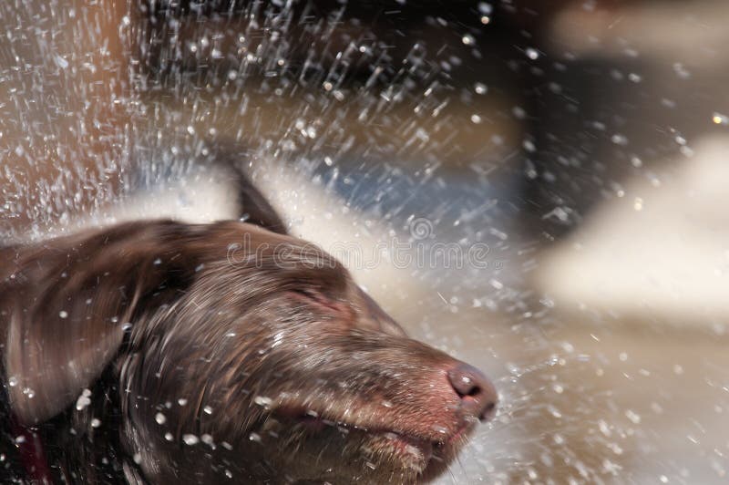 Dog Spray stock photo. Image of pool, shaking, pond, canine - 24015724
