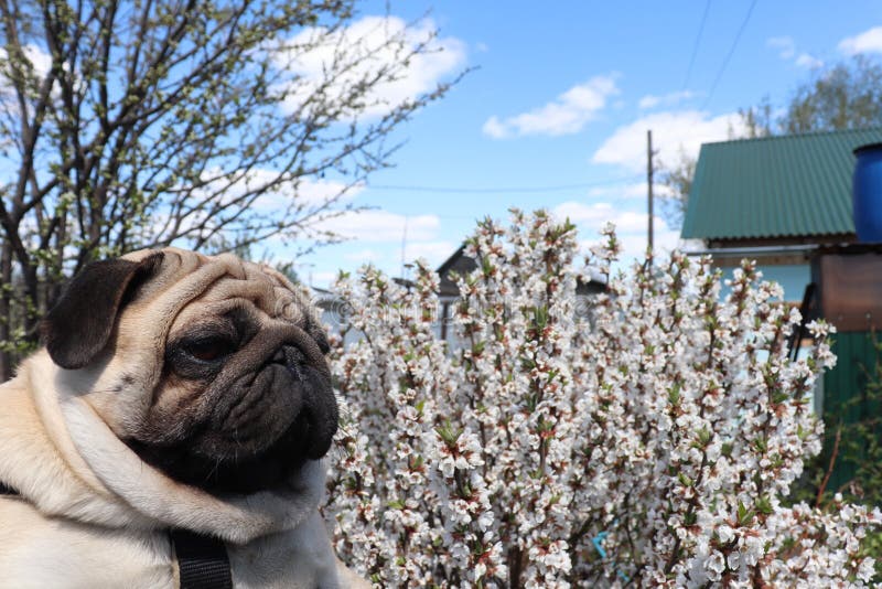 Dog spring stock photo. Image of dogs, forest, people - 146556234