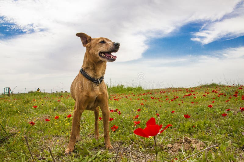 Dog at spring field stock image. Image of active, cute - 44997811