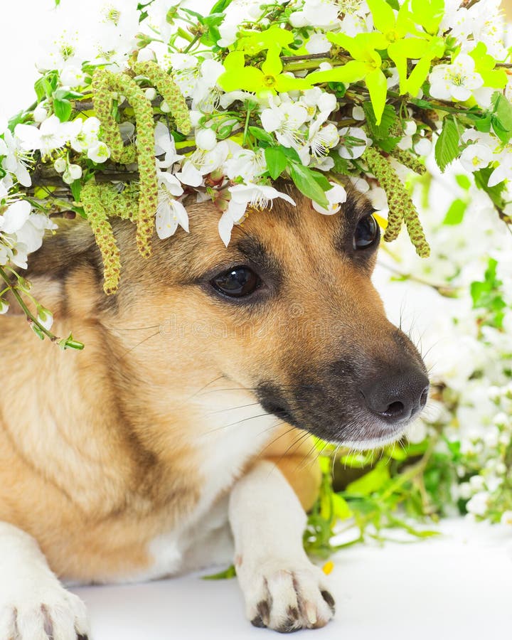 Dog and spring flowers stock image. Image of flower, plant - 53196701