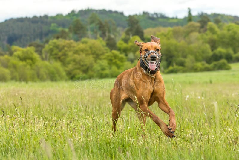 Running Ridgeback stock photo. Image of hounds, rhodesian - 5445010
