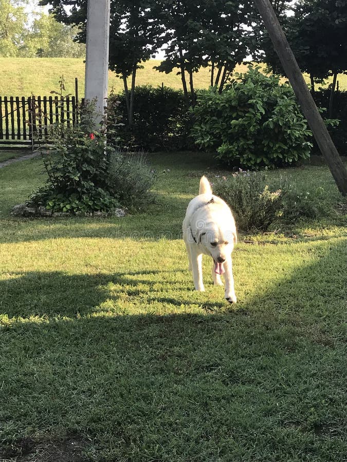 Dog in the Spring, Retriever Labrador Stock Image - Image of ...