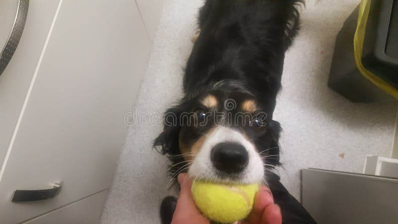 Sprolly Stock Photos - Free & Royalty-Free Stock Photos from Dreamstime